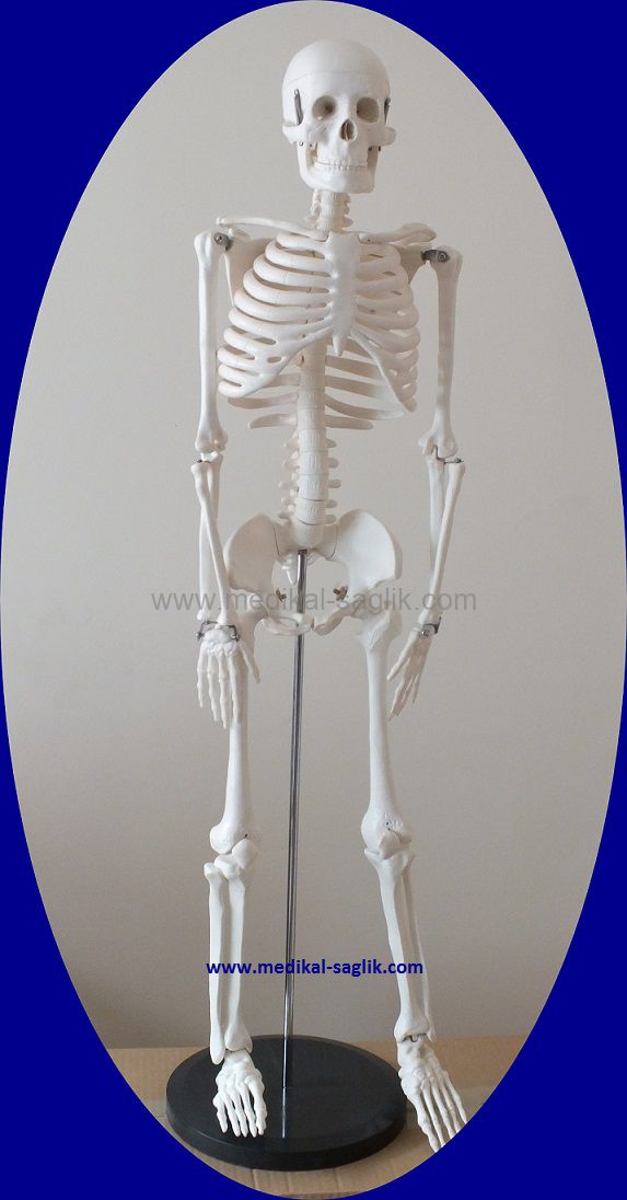 Yapay İnsan İskeleti 76cm Masa Üstü